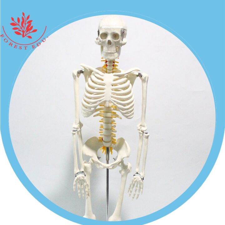 FRT005 High Quality Anatomical Human Skeleton Model 85Cm White Bone ...