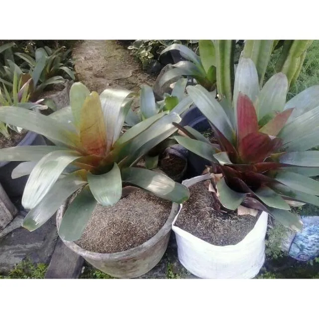 Bromelia Giant/ Bromeliad Besar / ALCANTAREA IMPERIALIS RUBRA | Lazada ...