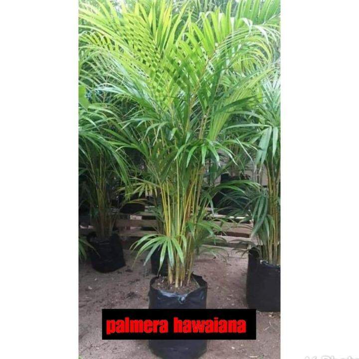 palmera | Lazada PH