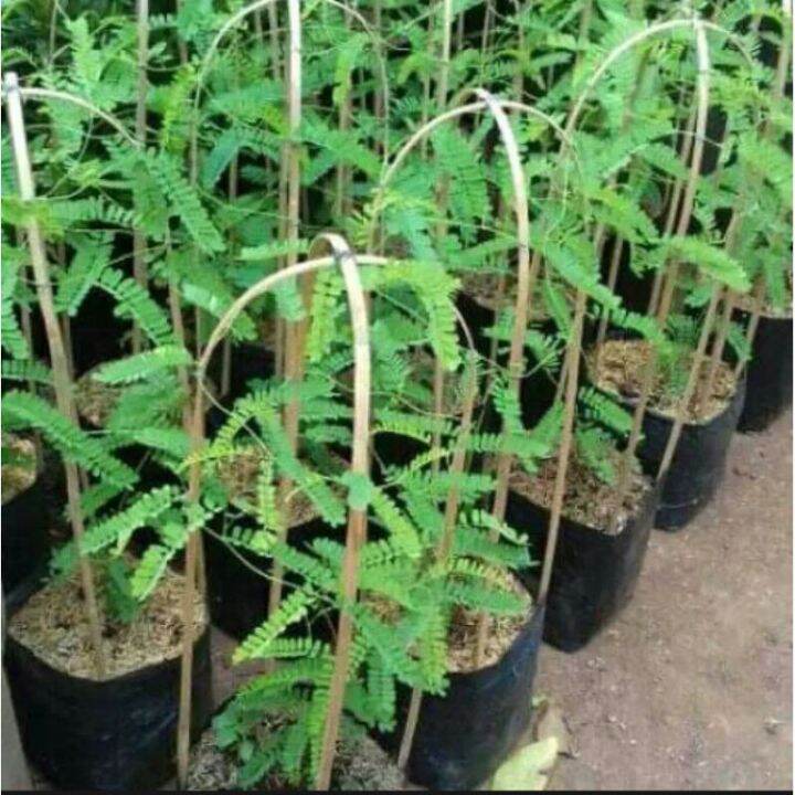 tanaman herbal Saga rambat/tanaman pohon saga | Lazada Indonesia