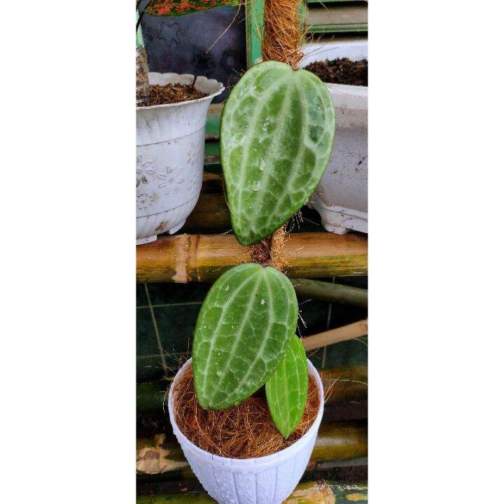 tanaman sirih raja | Lazada Indonesia