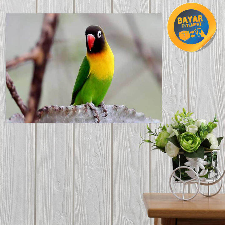 HIASAN DINDING TEMA BURUNG LOVE BIRD / POSTER BURUNG LOVE BIRD / POSTER ...