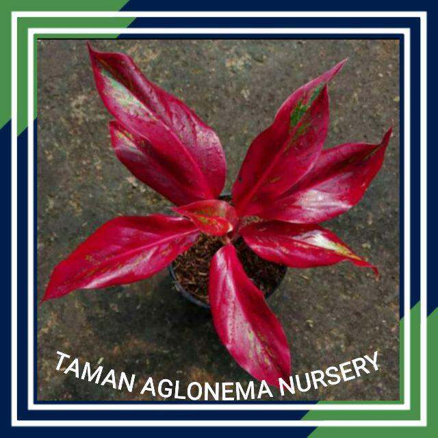 SIAM AURORA/RED ANJA/RED seeds ANJAMANI/AGLONEMA/AGLAONEMA(It's a seed ...