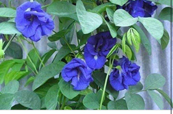 20pcs.Blue Ternate Flower Seeds with Freebies | Lazada PH
