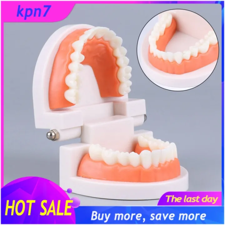 Hot 】【100 ORIGINAL NEW】Teeth Model Pustiso Dentist Student Model For ...