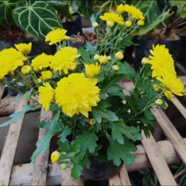 BUNGA KRISAN ASTER WARNA KUNING [TANAMAN HIDUP BERBUNGA CABANG,RIMBUN ...