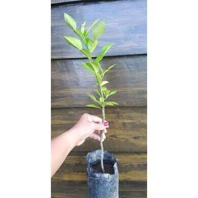 Kaffir Lime Grafted seeds /Easy To Grow | Lazada PH
