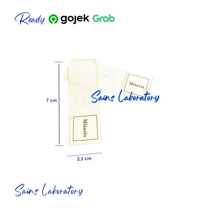 Preparat Mitosis Sel Mitosis Fase Mitosis Ujung Akar Bawang Metode ...