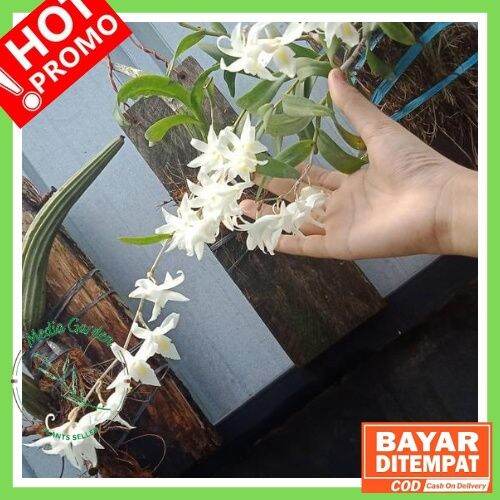 Anggrek dendrobium merpati | Lazada Indonesia