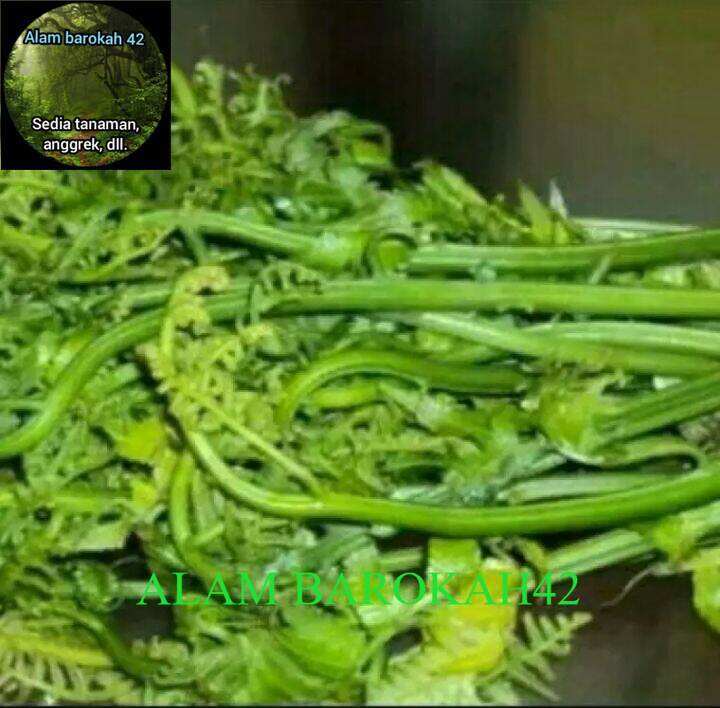 pakis sayur segar 1 kg mantap sayuran pakis | Lazada Indonesia