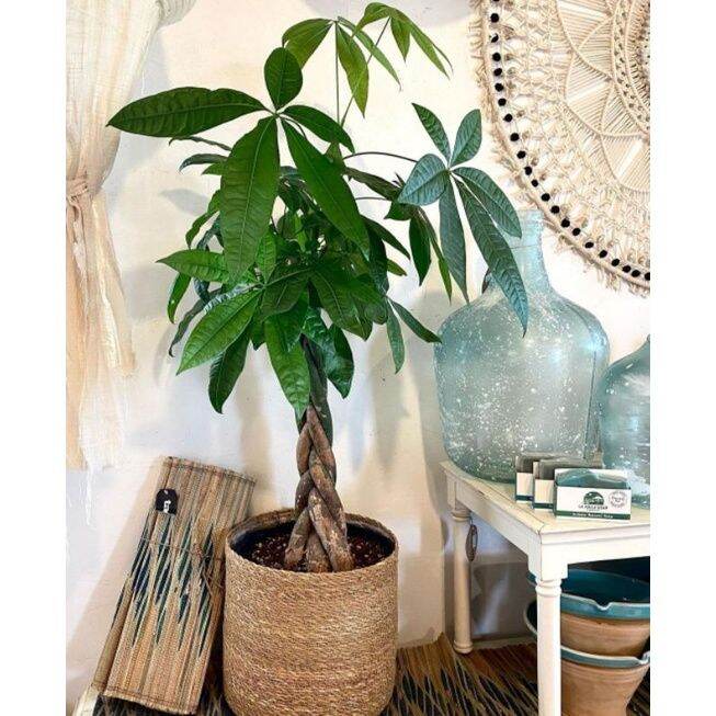 PROMO!! pachira aquatica / money tree / kacang saba | Lazada Indonesia