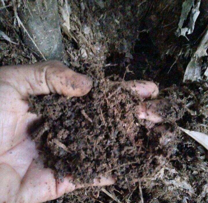 media tanam tanah humus bambu siap pakai,per 500grm | Lazada Indonesia