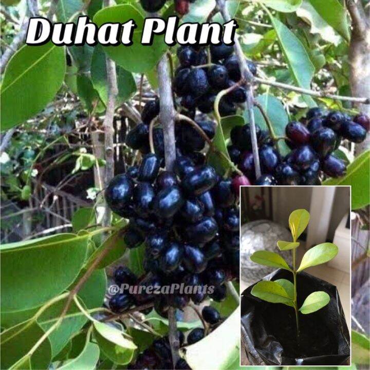 Hot sale Duhat (Black Plum) Leaves, Live Plant Rooted FROM SEED not ...