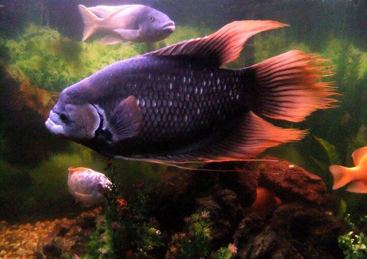 4 inch Sabah Kaloi MERAH Ikan Sabah Kaloi 沙巴加雷 | Lazada