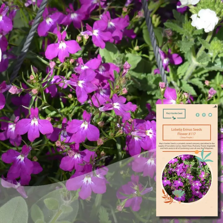 Lobelia Pendula Seeds, Deep Purple, Flower Seeds#117 | Lazada PH