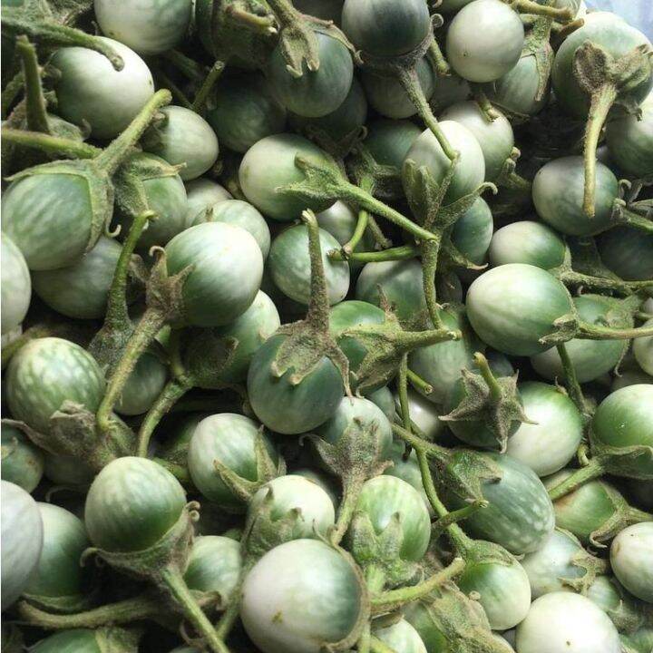 Cà Đắng Tây Nguyên ( 1kg) ( cây khỏe đẹp được kiểm tra trươc thnah toán ...