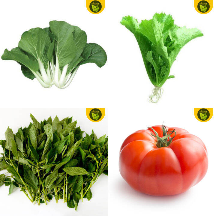 all in! 4 in 1 pack seeds binhi pantanim 100 pechay, 100 mustasa, 50 ...