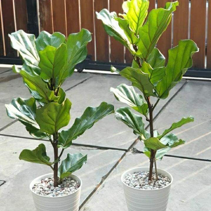 Tanaman Hias Indoor Ketapang Biola Cantik / Fiddle Leaf / Ficus Lyrata ...