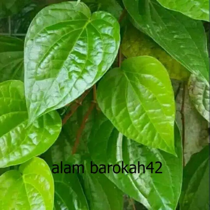 Tanaman Sirih Hijau Pohon Sirih Herbal Hijau / Daun Sirih Hijau Pohon ...
