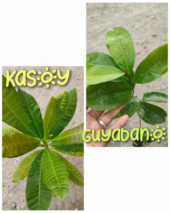 Grafted Kasoy and Sweet Guyabano Fruit Trees ( NO FRUIT) Real or Live ...