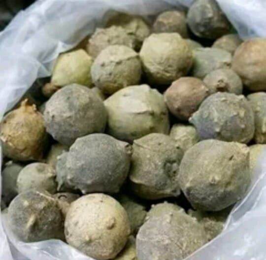 BIJI MANJAKANI ORIGINAL / MASIKAI / Quercus infectoria | Lazada