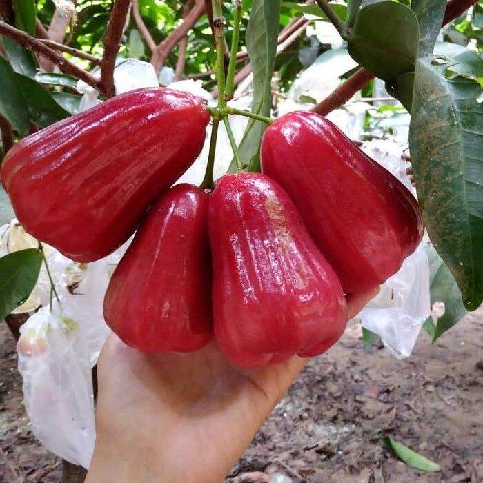 BIBIT JAMBU AIR MERAH / JAMBU DALHARI OKULASI / TANAMAN BUAH JAMBU AIR ...