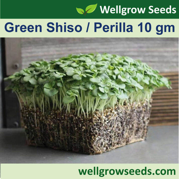 Green Shiso (10gm, Approx 5,000 sds) Microgreen Seeds Wellgrow Seeds ...