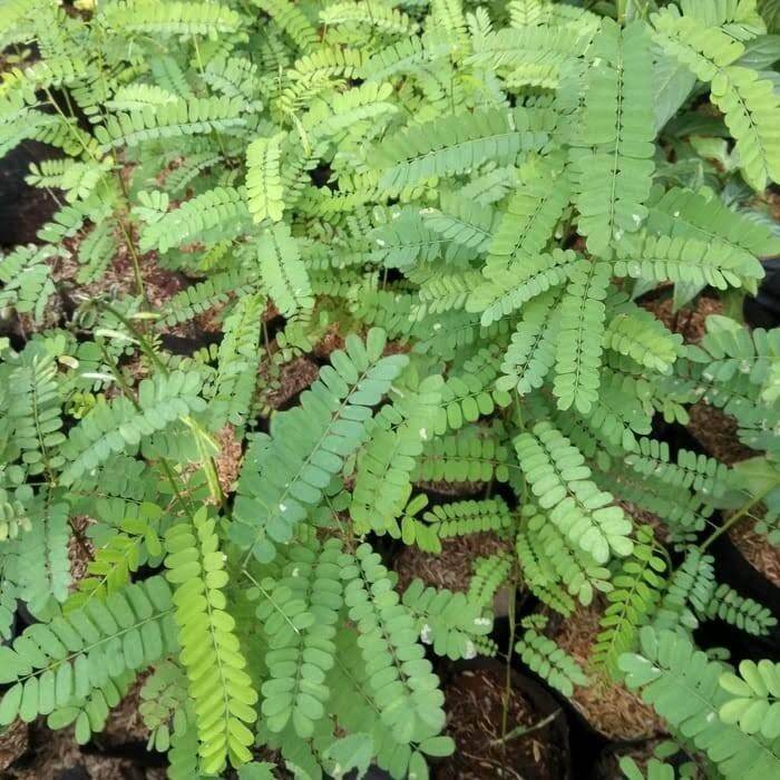 Pohon saga - tanaman saga - tanaman herbal - pohon herbal saga | Lazada ...