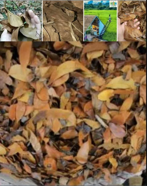 Daun Mahoni KERING herbal tradisional | Lazada Indonesia