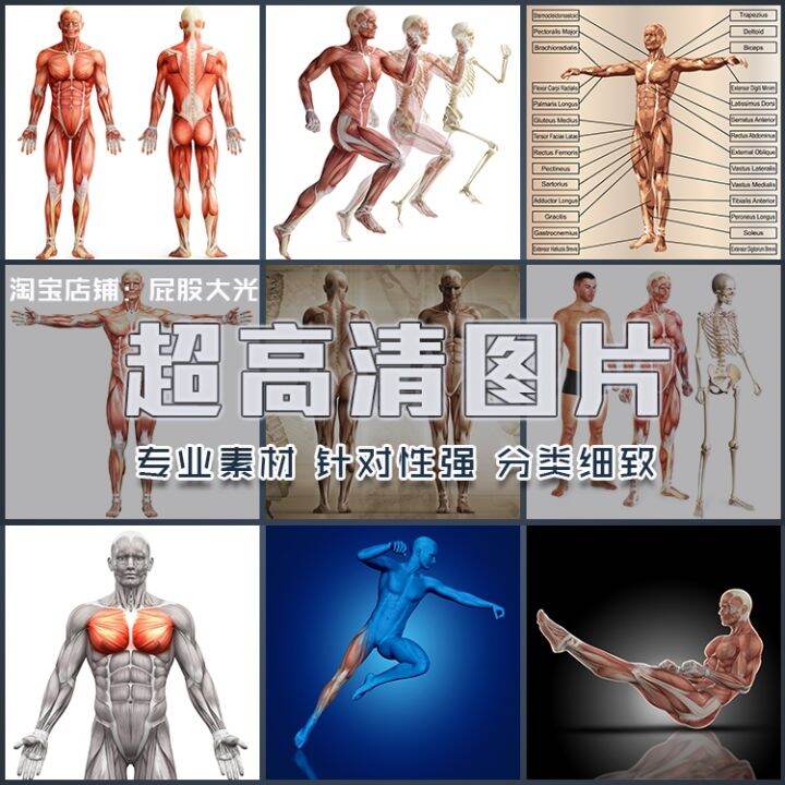 Super high definition picture of human body model meridians acupoints ...