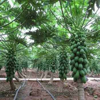 Fast Grow 50 Seeds (buy 2 get 1 free) Papaya Potted Live Plants seeds ...