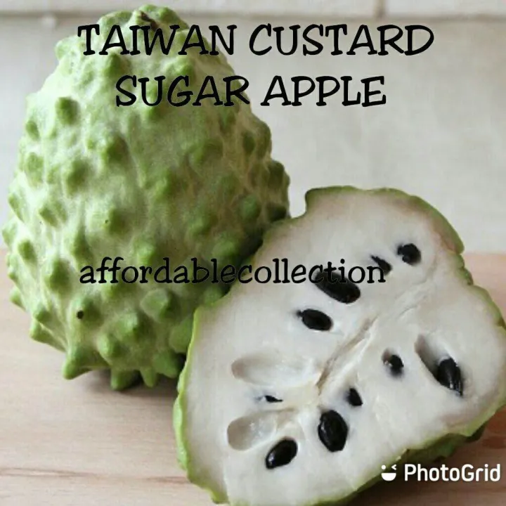 Taiwan Custard Sugar Apple Seed / Biji Benih Buah Nona Taiwan 50 seeds ...
