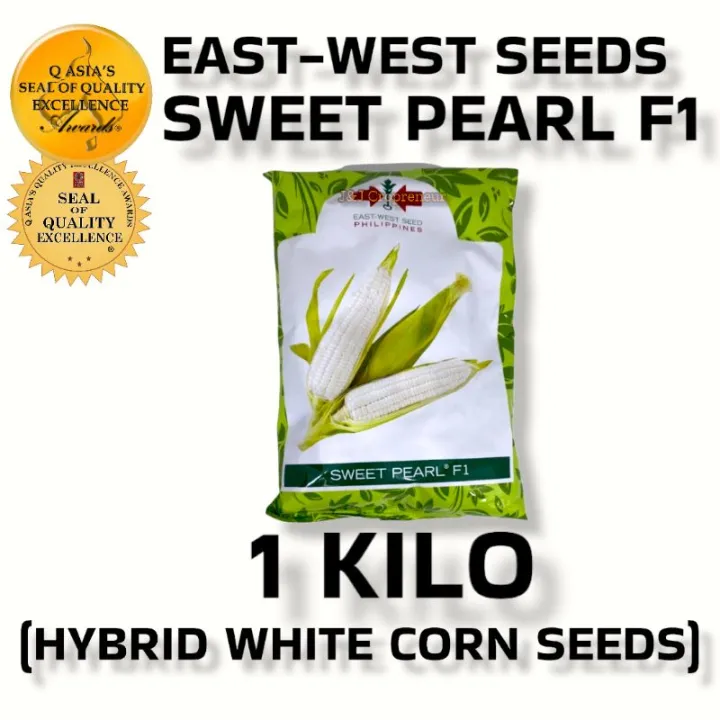 SWEET PEARL F1 (KILO) HYBRID WAXY CORN BY EAST WEST SEEDS | Lazada PH