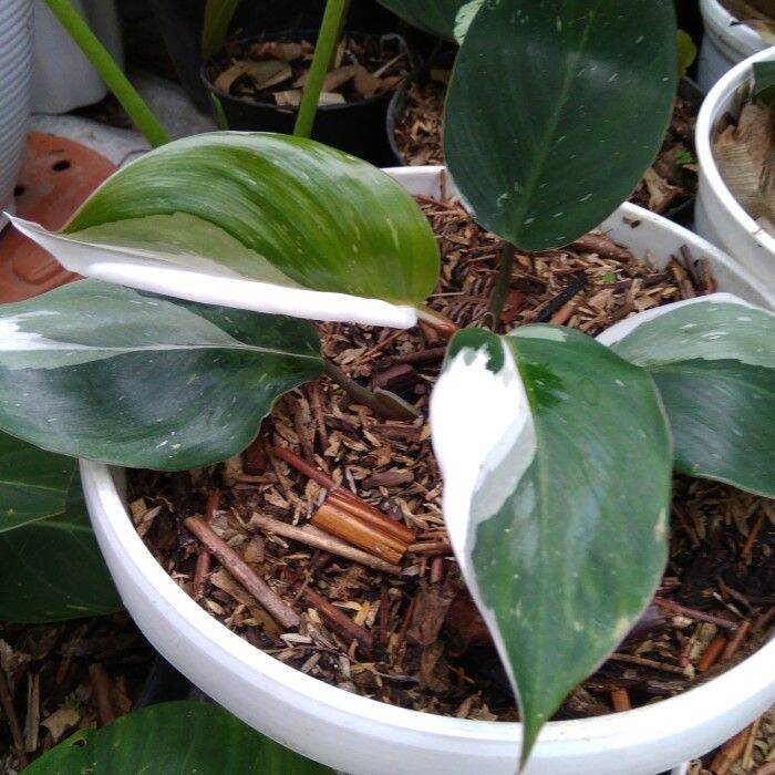 Tanaman hias white knight philo ukuran medium | Lazada Indonesia