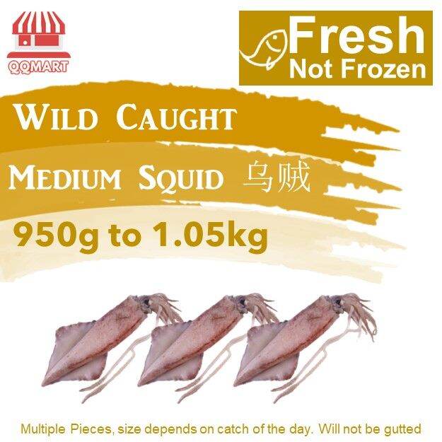 QQMart Fresh Seafood (Not Frozen) - Fresh Medium Squid 1kg+/- We DON'T ...
