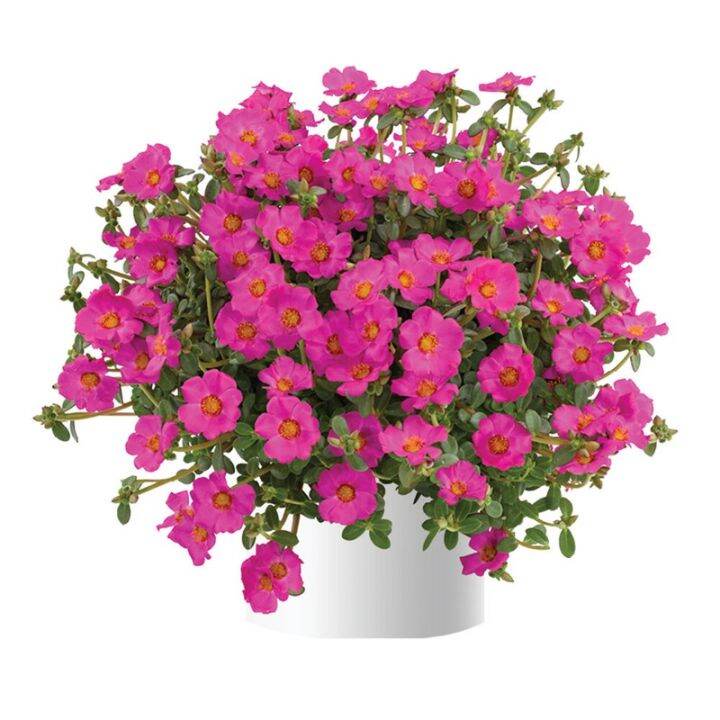 Kedai Tanaman Bunga Kerokot Ungu Krokot Portulaka Tanah Pukul Sembilan ...