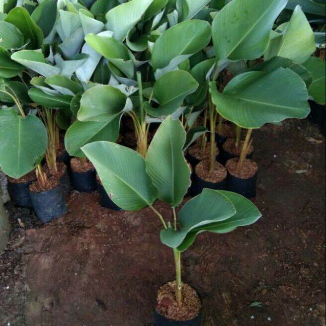 Tanaman Hias Calathea - Pohon Pisang Calathea Lutea - Pisang Kalatea ...
