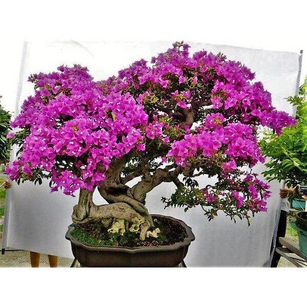 Bunga Bougenville tricolor / bunga Kertas 3 warna | Bougenville Holland ...