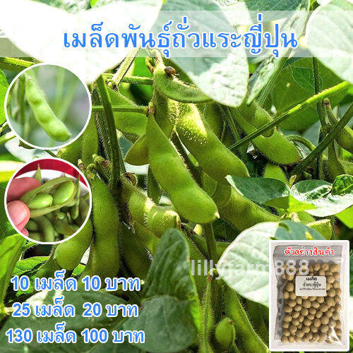 เมล็ดพันธุ์ ถั่วแระญี่ปุ่น หอมกลิ่นใบเตย เมล็ดพันธุ์ถั่วเเระญี่ปุ่น 130 ...