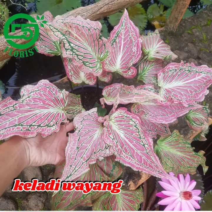 Keladi hias caladium / keladi wayang / keladi wayang batik / keladi ... Keladi hias caladium / keladi wayang / keladi wayang batik / keladi ...
