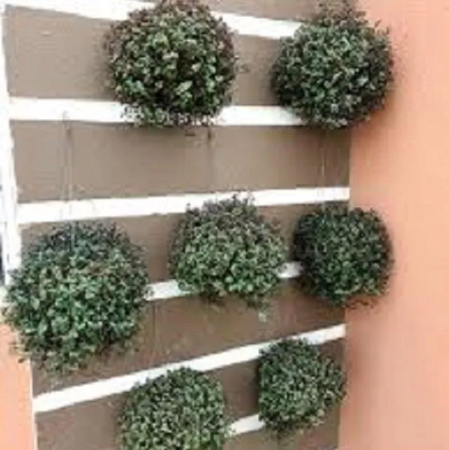 TURTLE VINES INDOOR OUTDOOR LIVE PLANT LOW MAINTENACE | Lazada PH