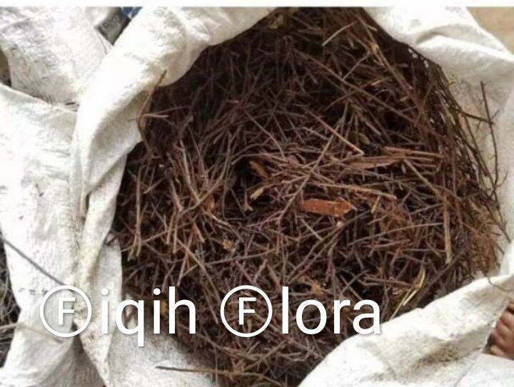 akar pakis cacah, media tanam anggrek dan aglonema 1 kg | Lazada Indonesia