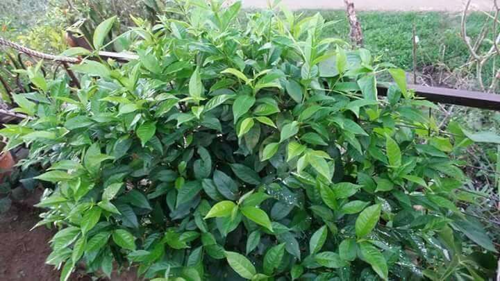 Anak pokok ulam serai kayu pucuk hijau | Lazada