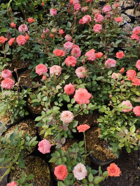 Bibit Mawar Rambat Bunga mawar hidup Tanaman Merambat/ Tanaman merambat ...