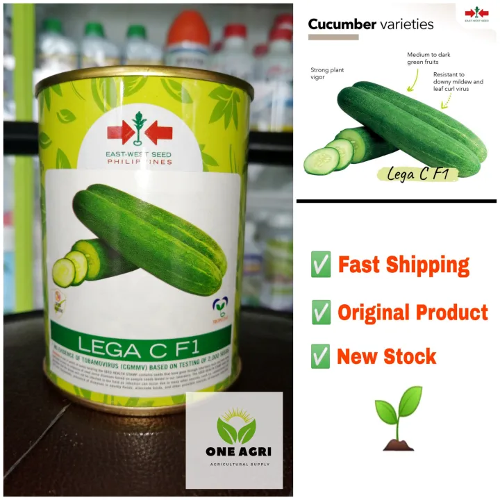 LEGA C F1 HYBRID CUCUMBER SEEDS 50grams. (EAST-WEST SEEDS) | Lazada PH