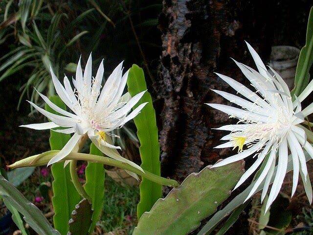 Pokok Bunga Bakawali Bunga Putih/ Queen of the Night/ Epiphyllum ...