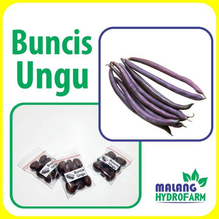 Benih Buncis Ungu Unggulan Berkualitas biji bibit repack hydroponik ...