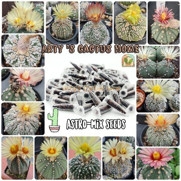 ☀️🌵((รอบเก็บ 12/02/66))เมล็ด แคคตัส แอสโตร มิกซ์ Astro Mix Seed จากพ่อ ...