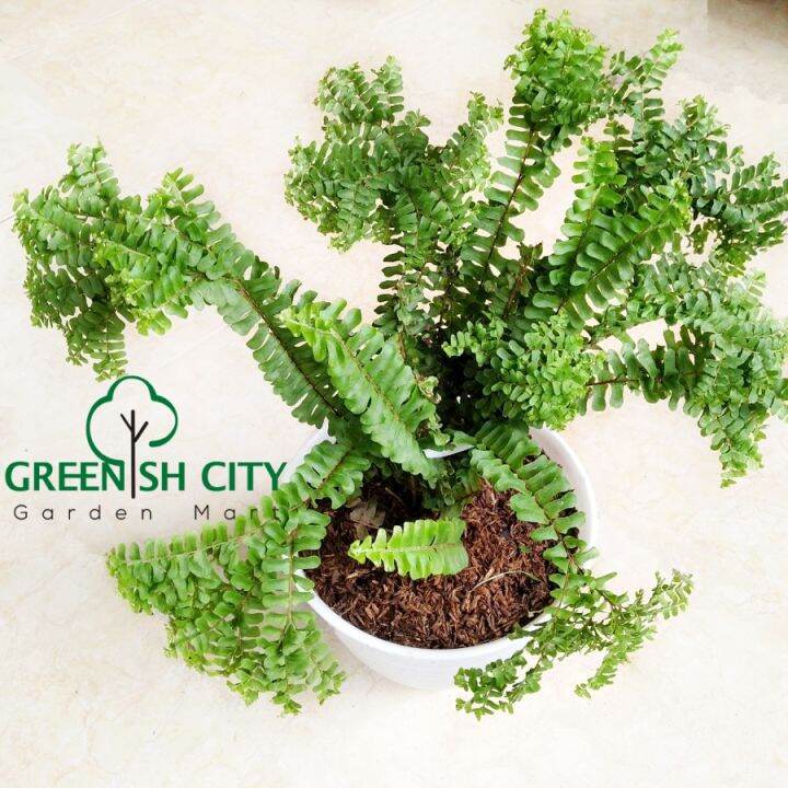 GNC - Sword Fern Boston Fern Live Plant Pokok Paku Pakis 波士頓腎蕨 | Lazada
