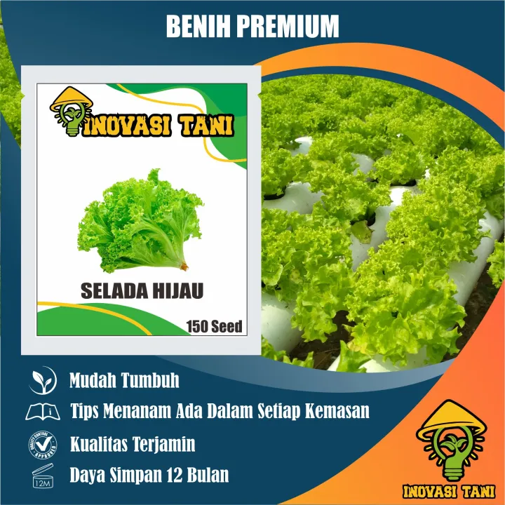 Benih Selada Hijau | Bibit Selada | Lazada Indonesia
